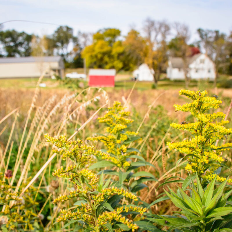 Nebraska Grass Seed Program – Nebraska Pheasants Forever