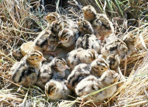Habitat Essentials – Nebraska Pheasants Forever