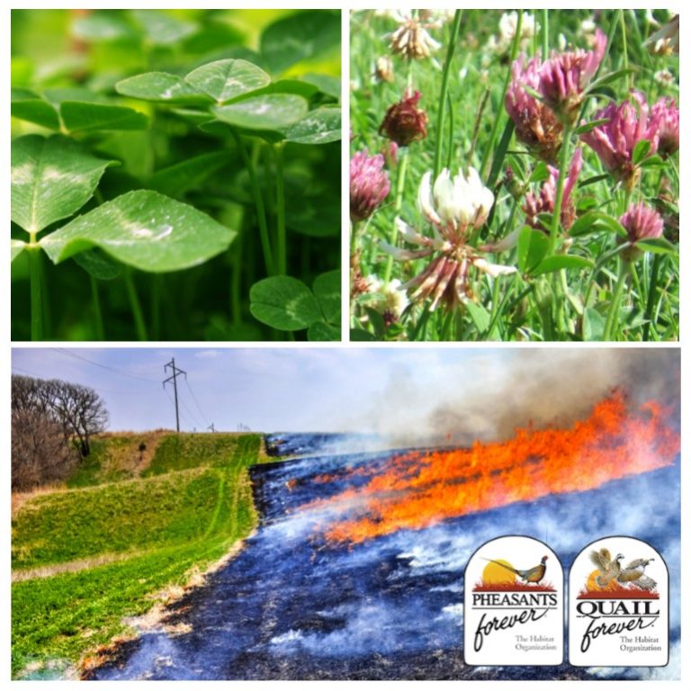 Green Firebreak: Alfalfa and Clovers Mix – Nebraska Pheasants Forever