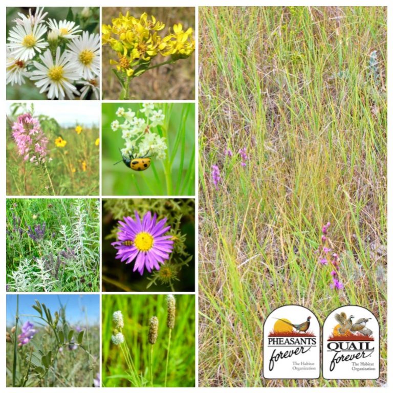 Mosaic Mixed/Shortgrass Prairie Seed Mix – Nebraska Pheasants Forever