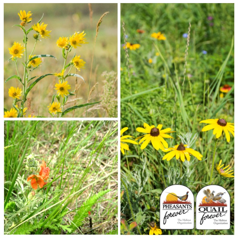 Shortgrass Seed Mixes – Nebraska Pheasants Forever